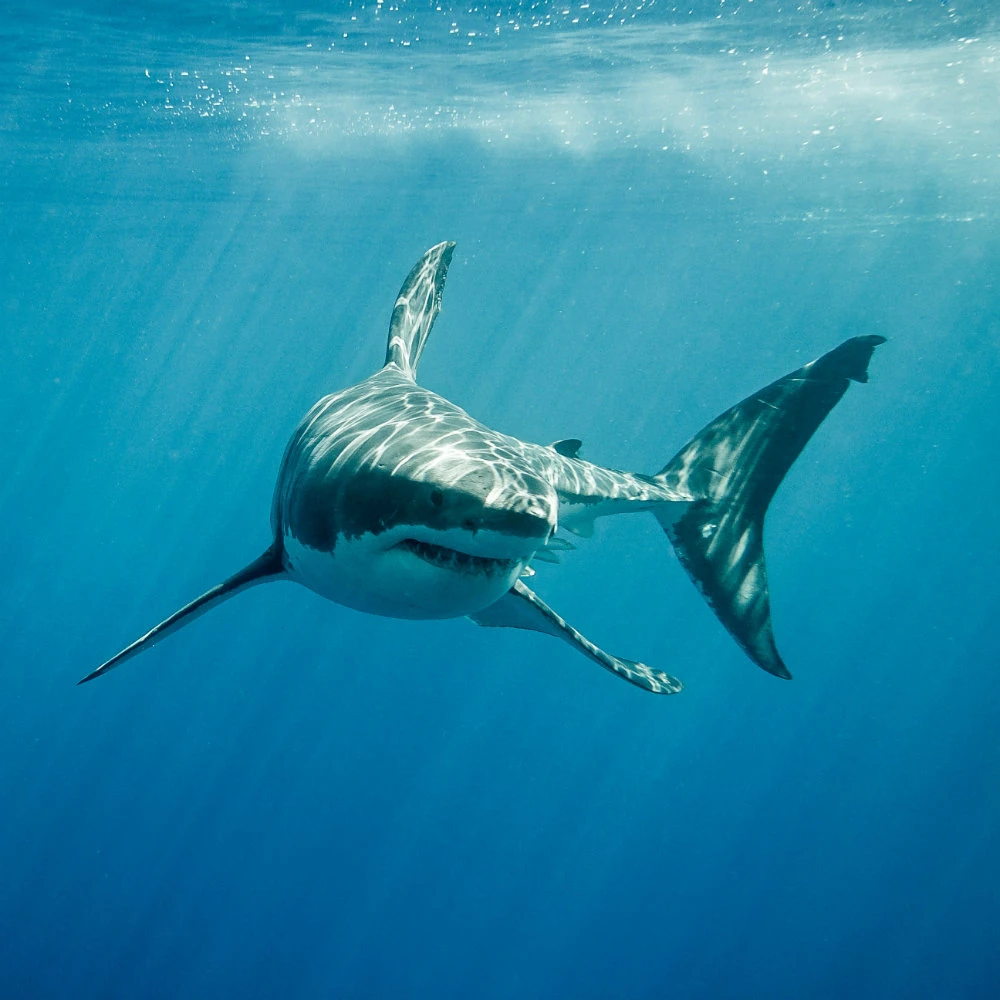 Bomack | Spirit Animals Wiki | Fandom