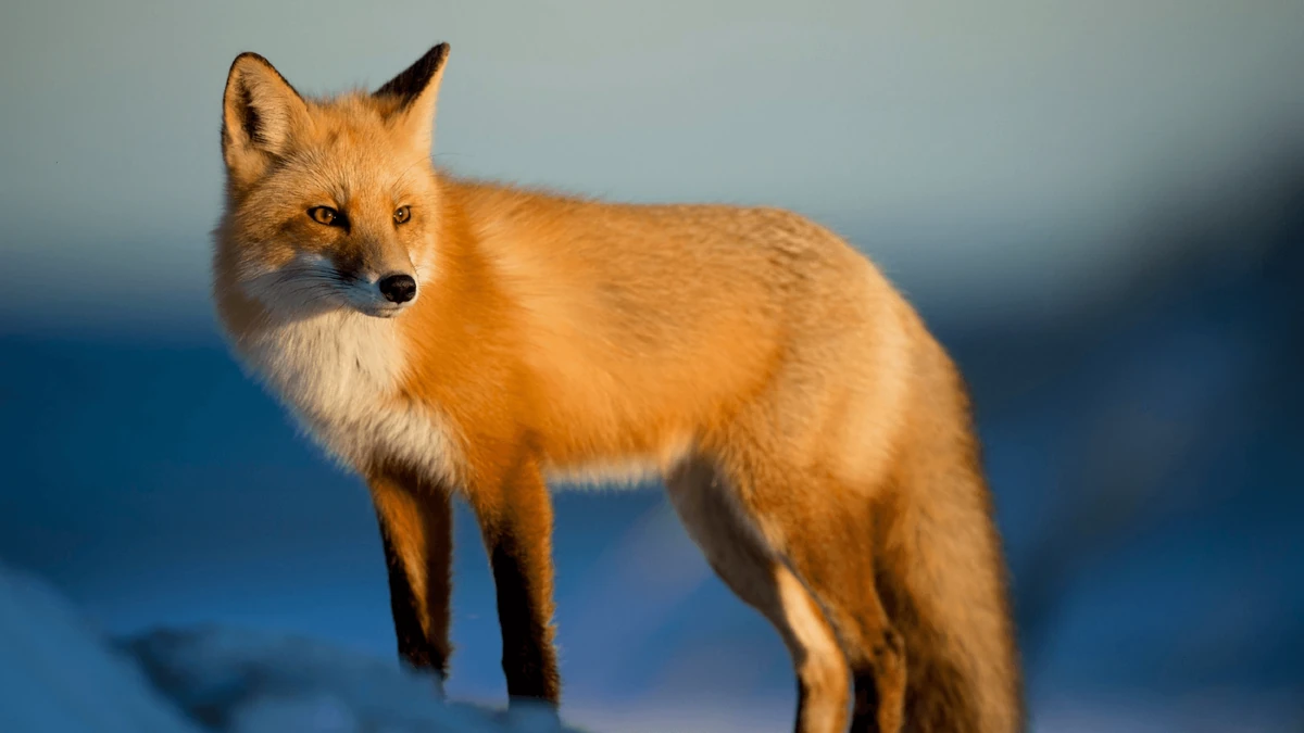 Flarus | Spirit Animals Wiki | Fandom
