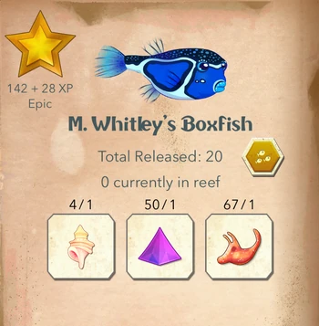 Island Boxfish | Splash: Underwater Sanctuary Wiki | Fandom