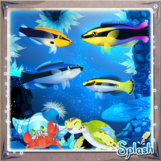 Cleaner Wrasse Splash Underwater Sanctuary Wiki Fandom