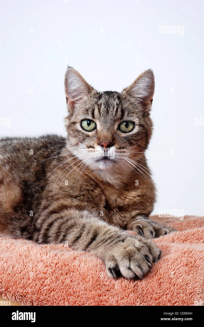 American Polydactyl (Shorthair) | KeekClan | Fandom