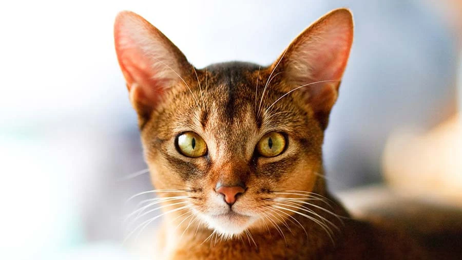 Abyssinian | KeekClan | Fandom