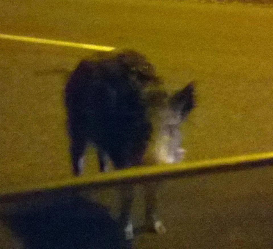 Janor | Spolecznoscvoca Wiki | Fandom