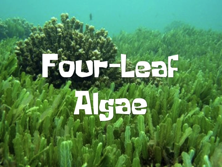 Four-Leaf Algae | SpongeBob New Fanon Wiki | Fandom