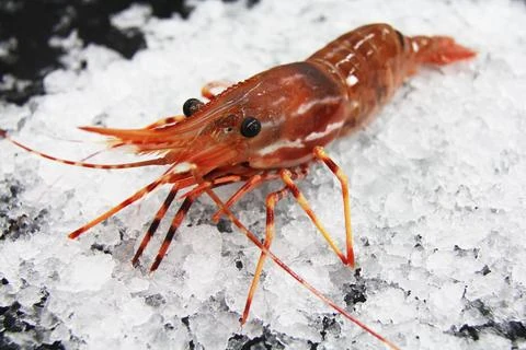 Donald Shrimp | SpongeBob New Fanon Wiki | Fandom