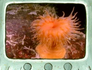 Dancing anemone | Encyclopedia SpongeBobia | Fandom