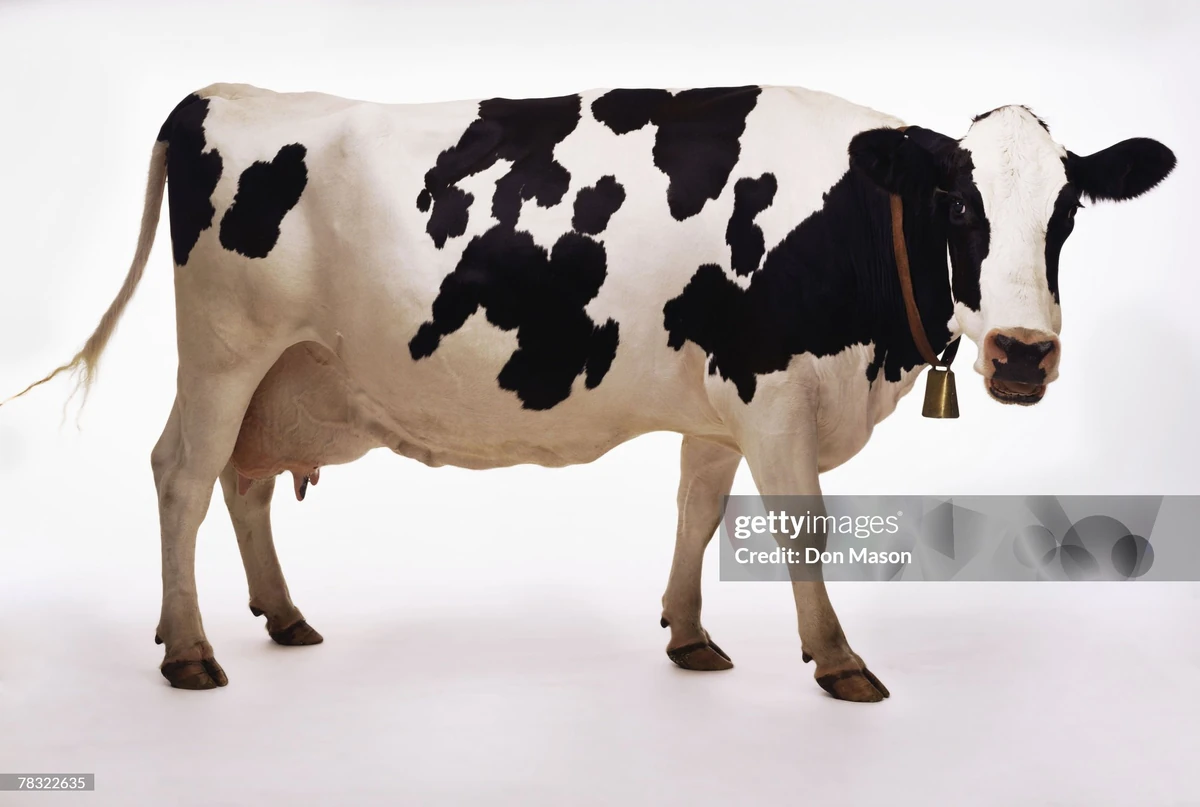 Live-action cow | Encyclopedia SpongeBobia | Fandom