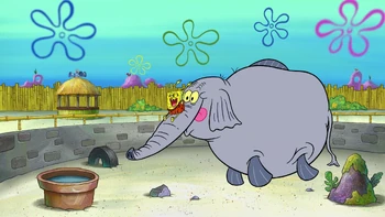 Sea elephant | Encyclopedia SpongeBobia | Fandom