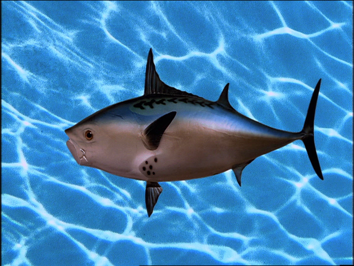 Realistic Fish Head/gallery | Encyclopedia SpongeBobia | Fandom