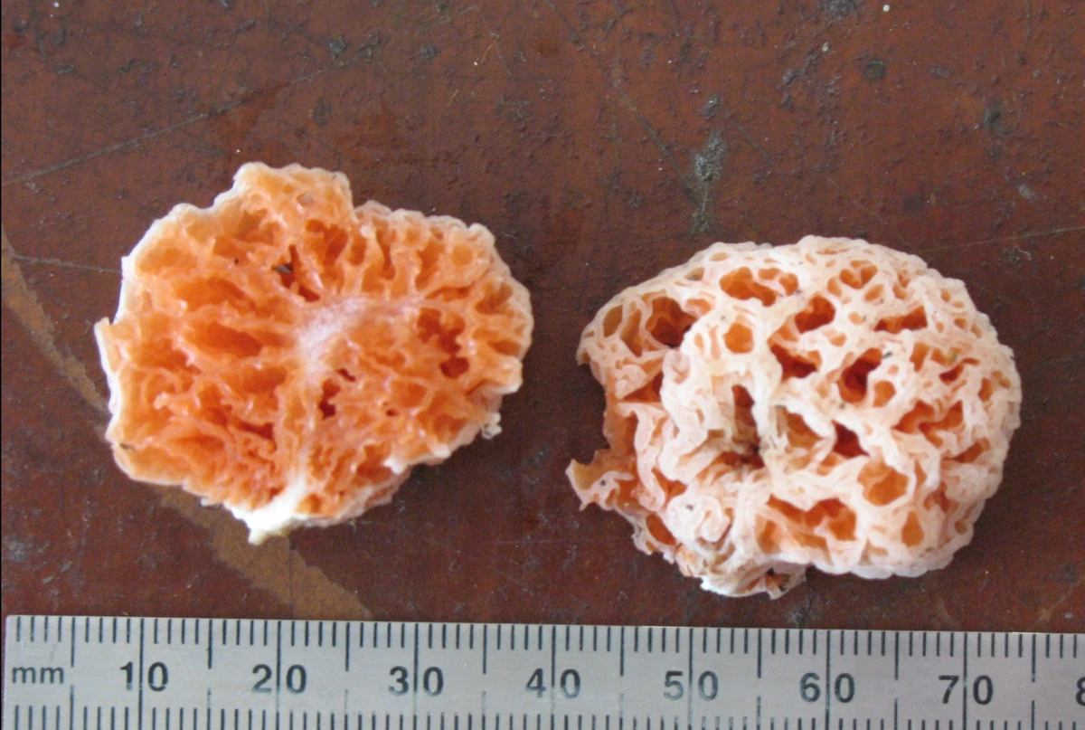 Spongiforma squarepantsii | Encyclopedia SpongeBobia | Fandom