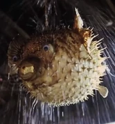 Mr. Puff | Encyclopedia SpongeBobia | Fandom