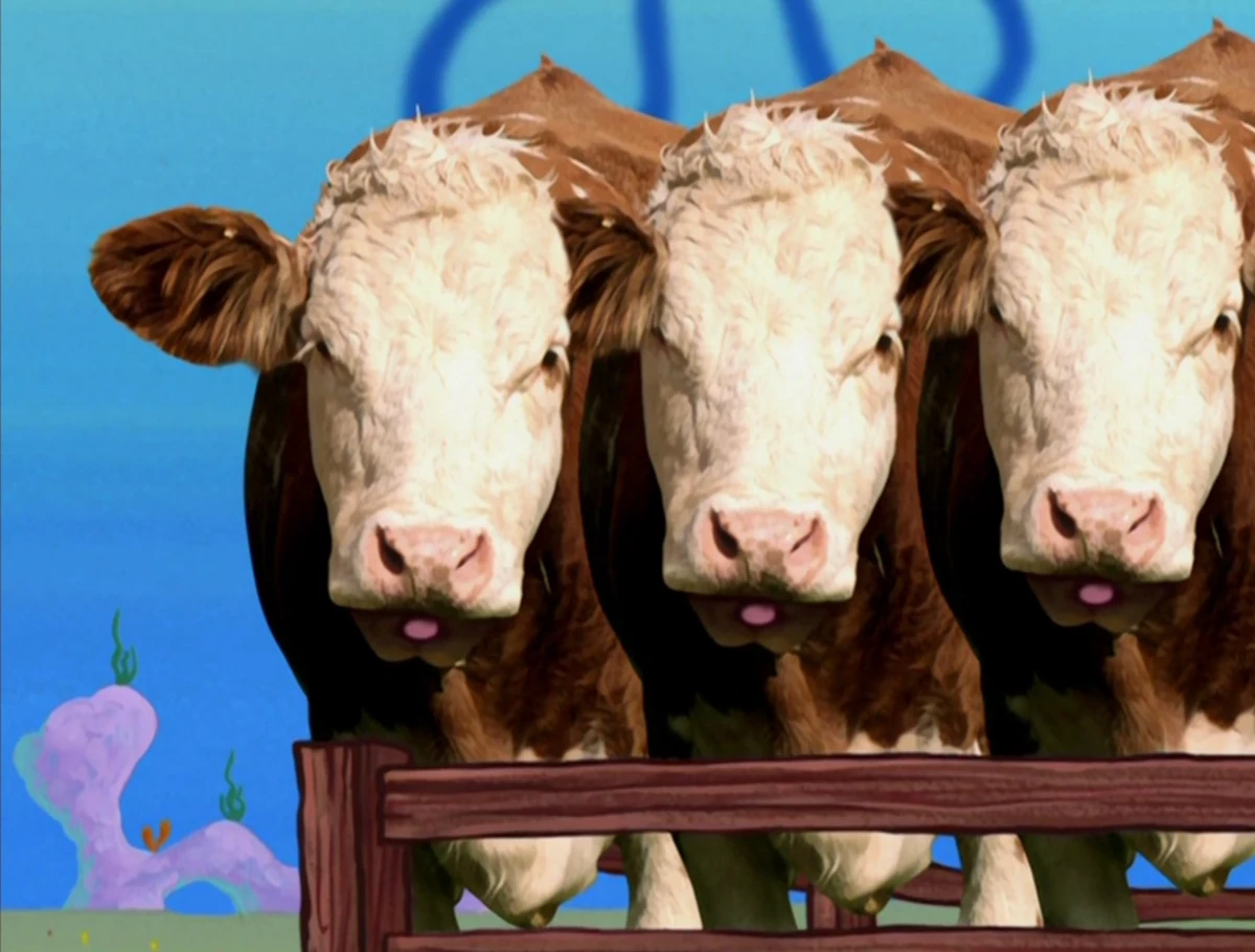 Singing cows | Encyclopedia SpongeBobia | Fandom