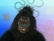 Gorilla/gallery | Encyclopedia SpongeBobia | Fandom