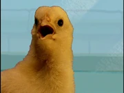 Roger (chick) | Encyclopedia SpongeBobia | Fandom