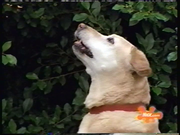 Bikini Bottom's Most Wanted (event) | Encyclopedia SpongeBobia | Fandom