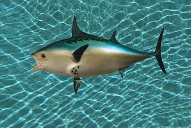 spongebob fish real life