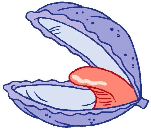 Scallops and clams | Encyclopedia SpongeBobia | Fandom