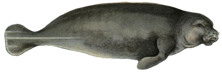 Manatee | SpongeBob Galaxy Wiki | Fandom