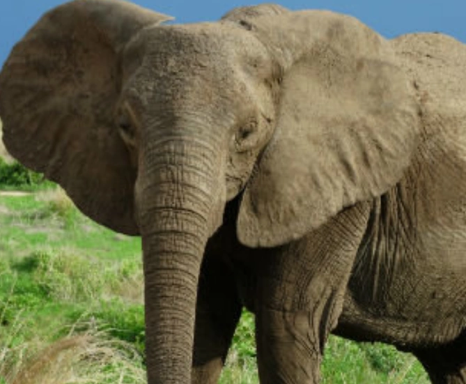 Elephant | Spongeboi Wiki | Fandom