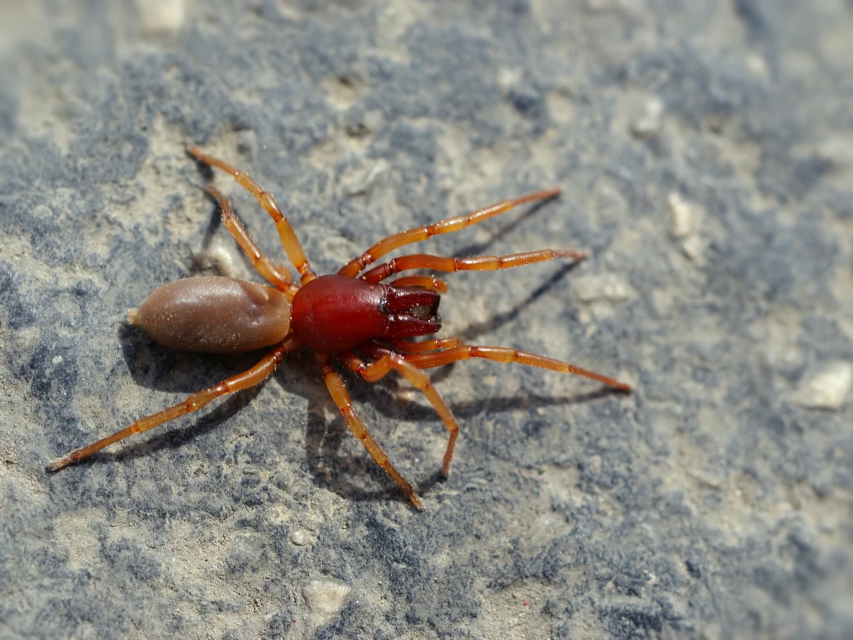 Woodlouse Spider | Spider Wiki | Fandom