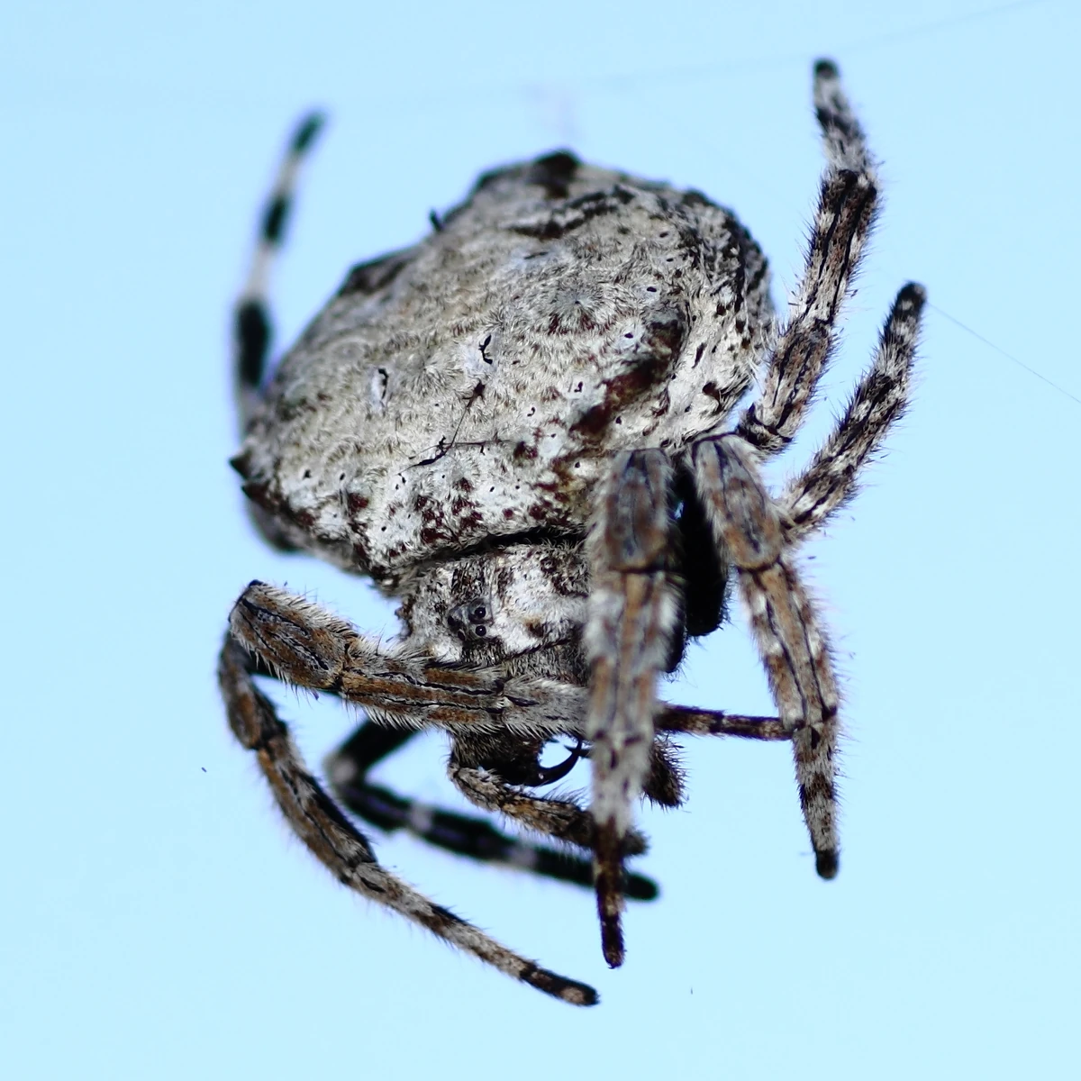 Darwin's Bark Spider | Spider Wiki | Fandom
