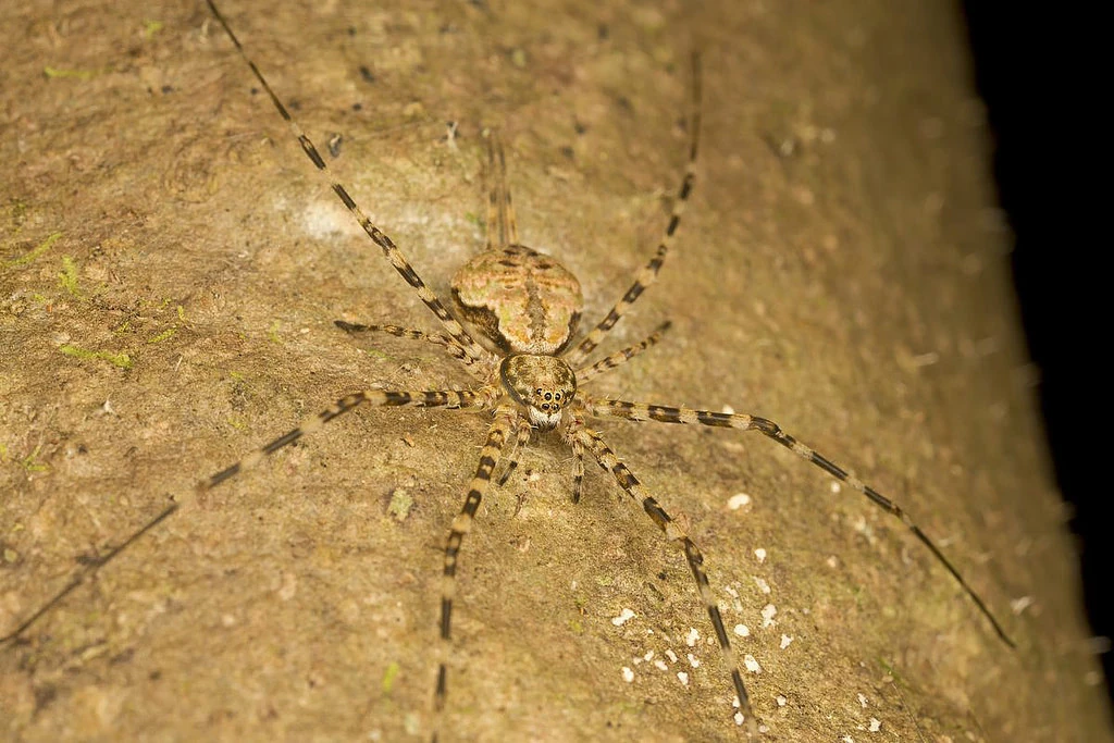 Long-spinnered Bark Spider | Spider Wiki | Fandom