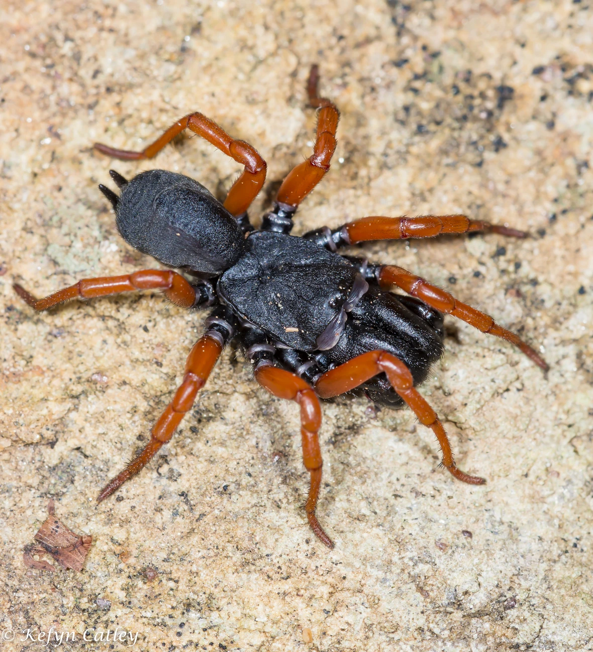 Red Legged Purseweb Spider | Spider Wiki | Fandom