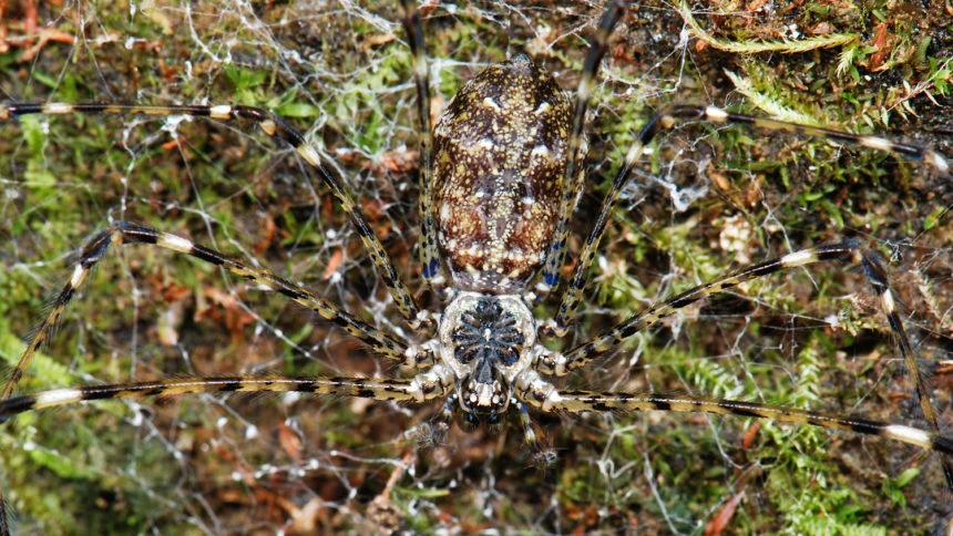Lampshade Spider | Spider Wiki | Fandom
