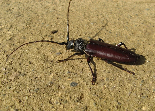 Category:Bugs | Spoof Wiki | Fandom