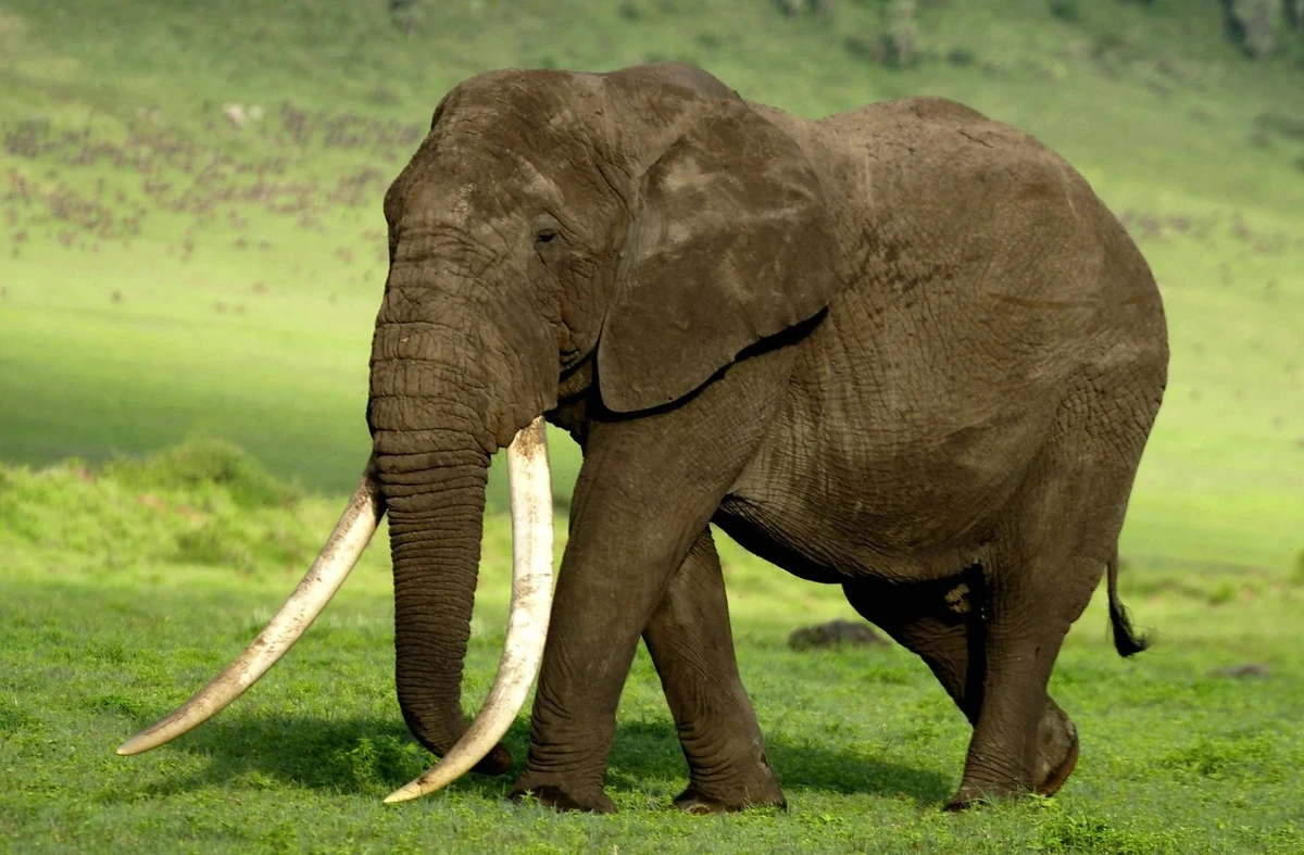 African Animals, Inc. | Spoof Wiki | Fandom