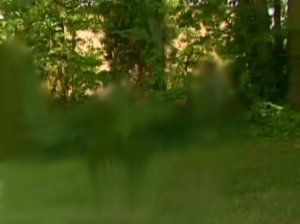 Serenity Hollow Forest | Spoof Wiki | Fandom