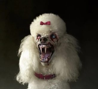 Fifi the Vampire Poodle | Spooky Kids Wikia | Fandom