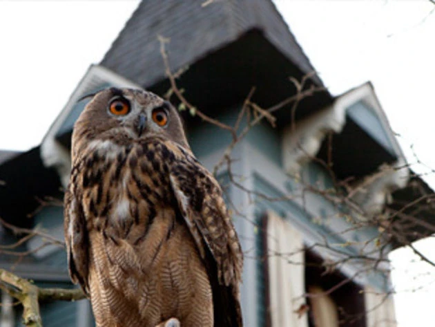 Hoot (Spooky Buddies) | Spooky Kids Wikia | Fandom