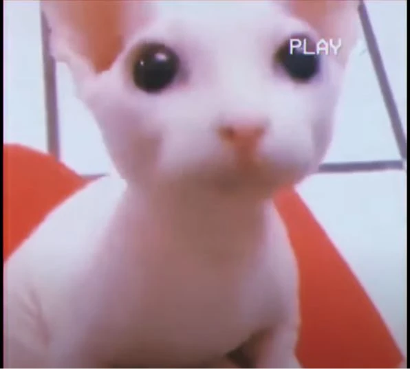 Bingus Fancam | Spoonkid Wiki | Fandom