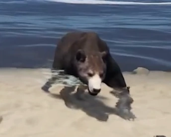 Seabear | Spooonkid Wiki | Fandom