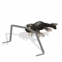 Creature:Slimecoat Otter | SporeWiki | Fandom