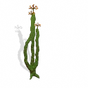 Bean (flora) | SporeWiki | Fandom