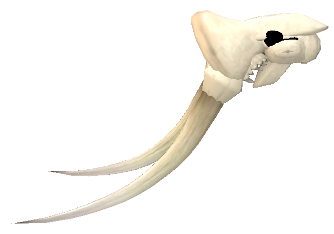 Creature:Weird Skull | SporeWiki | Fandom