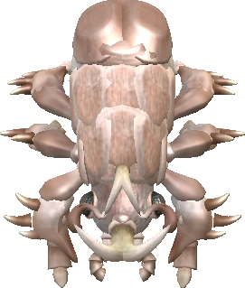 Creature:Mushikabuto | SporeWiki | Fandom