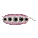 Minno | SporeWiki | Fandom