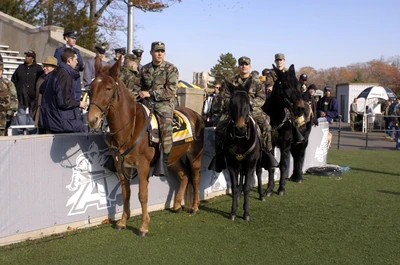 Army Mules (United States Military Academy) | SportsMascots Wikia | Fandom