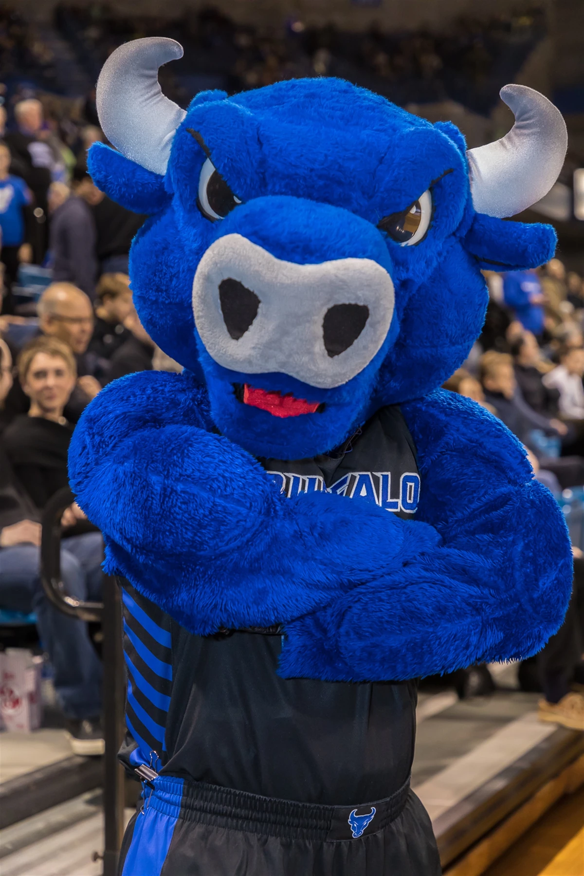 Victor E. Bull (University of Buffalo) | SportsMascots Wikia | Fandom