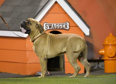 Swagger (Cleveland Browns) | SportsMascots Wikia | Fandom