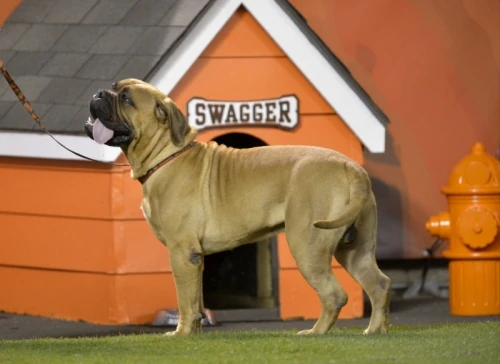 Swagger (Cleveland Browns) | SportsMascots Wikia | Fandom