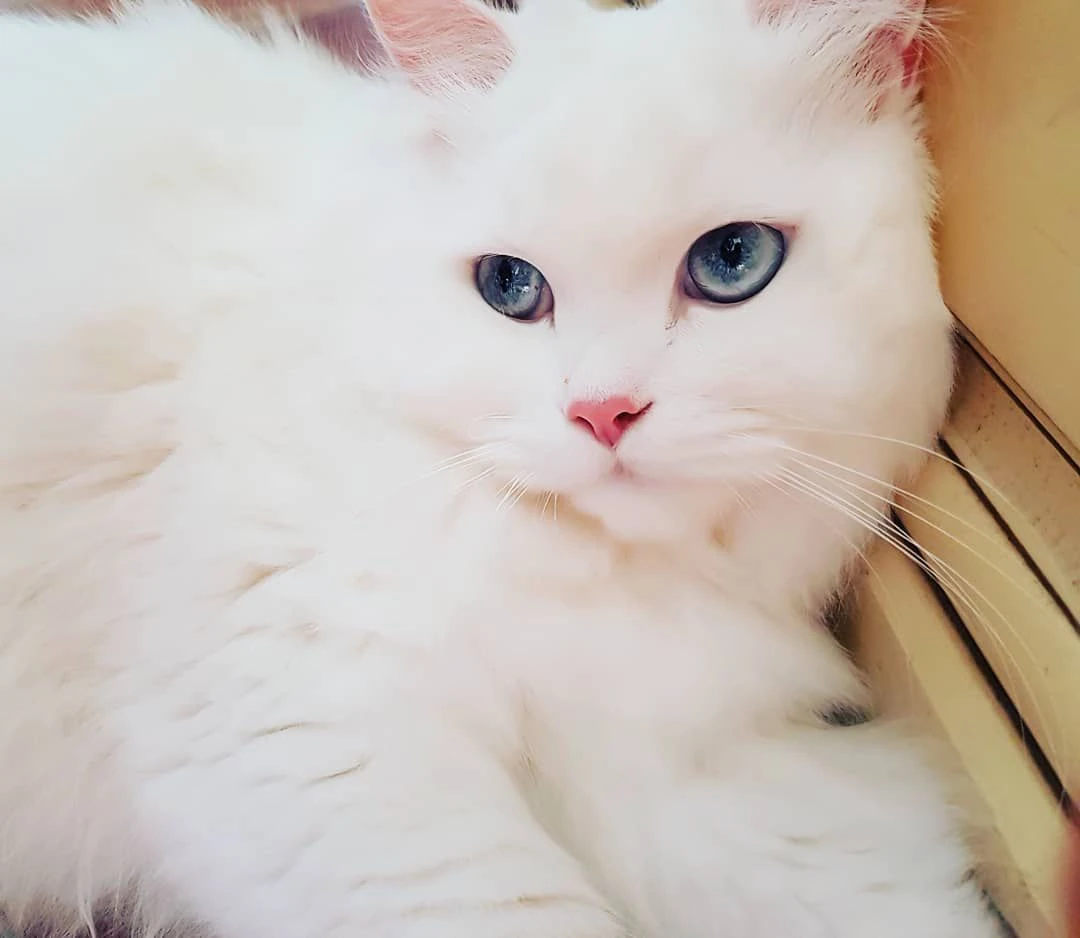 White Cat | Sprunki Fanon Wiki | Fandom
