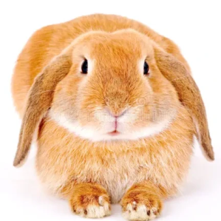 Slungus | Sprunki Fanon Wiki | Fandom