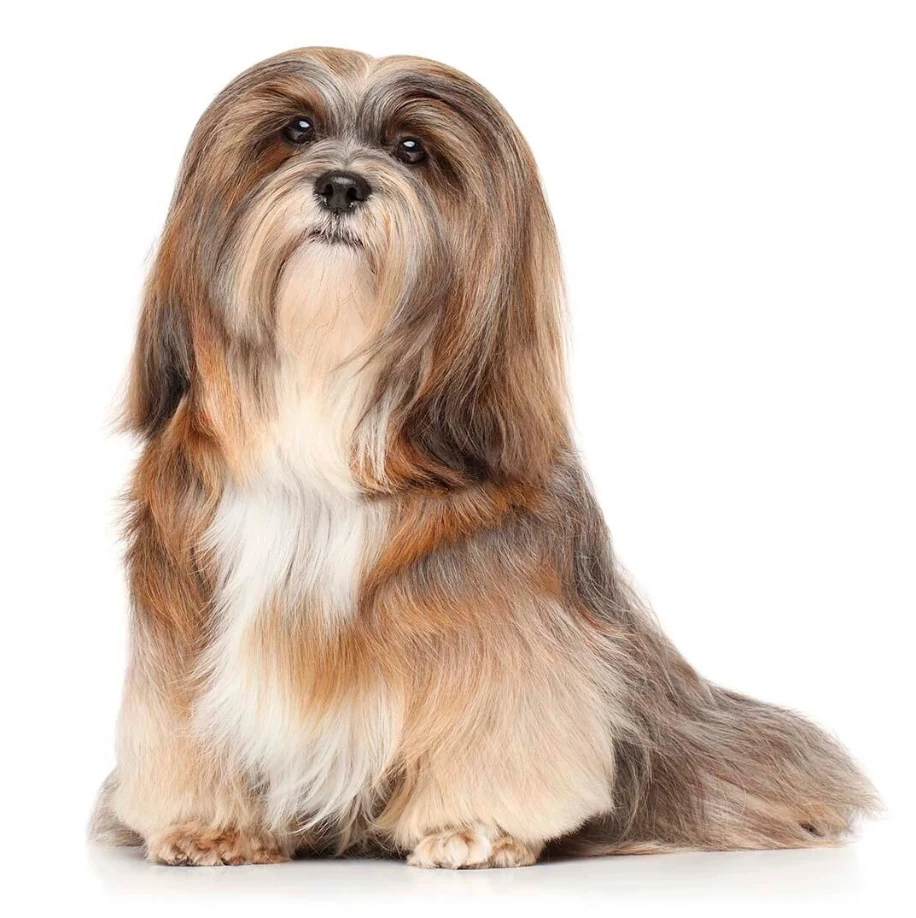 Ms. Lion | SPUMM (Has to Do with Spider-Man, I Think?) Wiki | Fandom