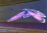 Butterflies | Spyro Wiki | Fandom