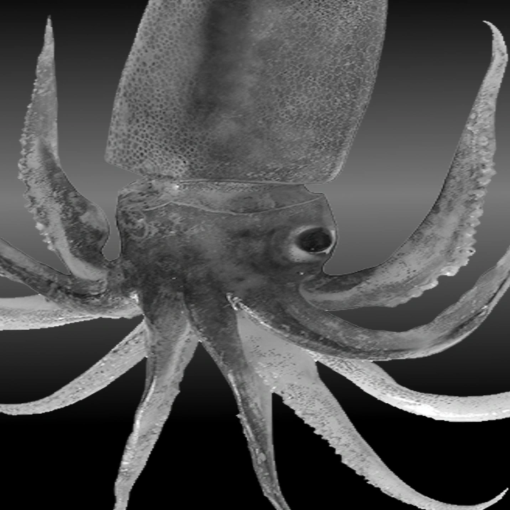 Squidema | Squid Sunday Wiki | Fandom