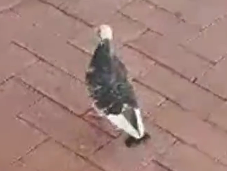 Walking Pigeon | Squid Sunday Wiki | Fandom